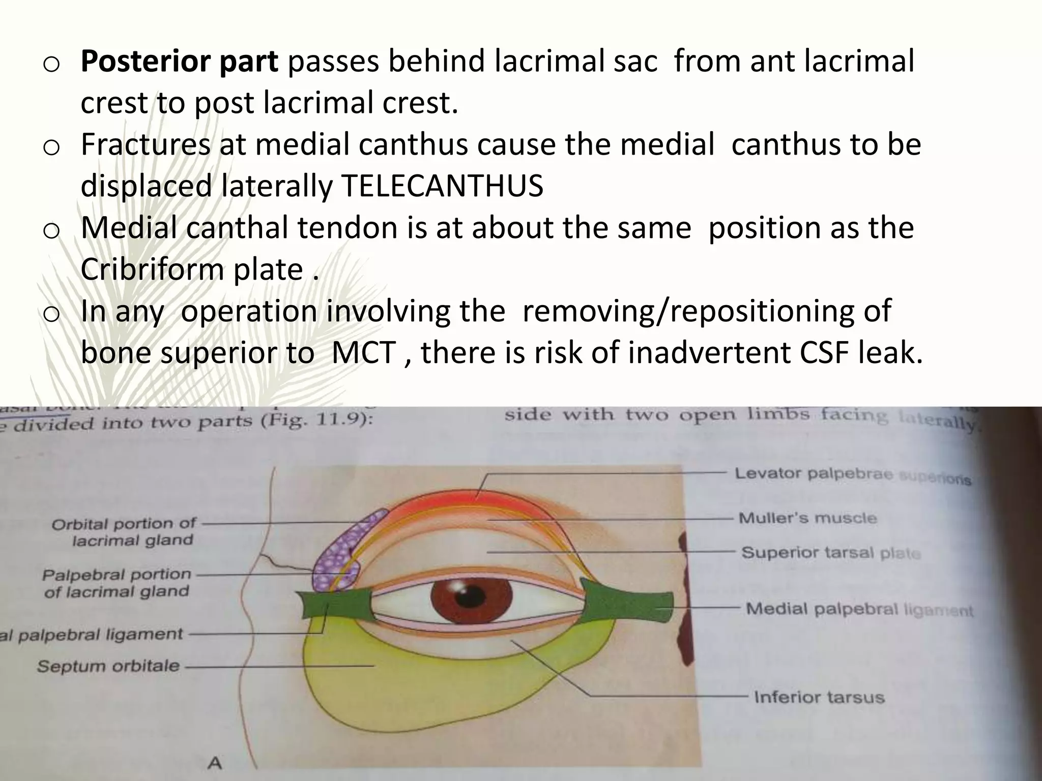 Surgical anatomy of eyelid | PPTX