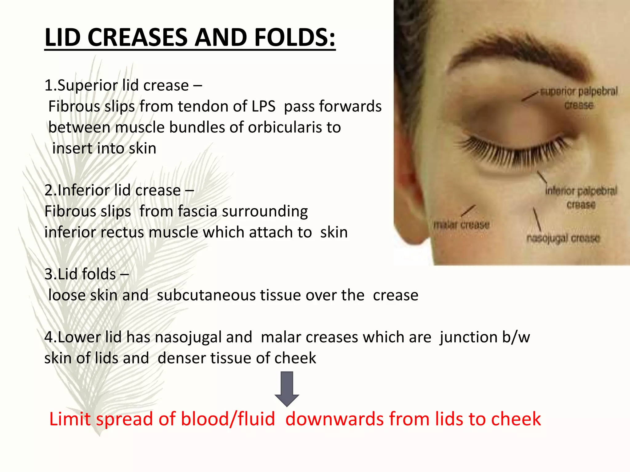 Surgical anatomy of eyelid | PPTX