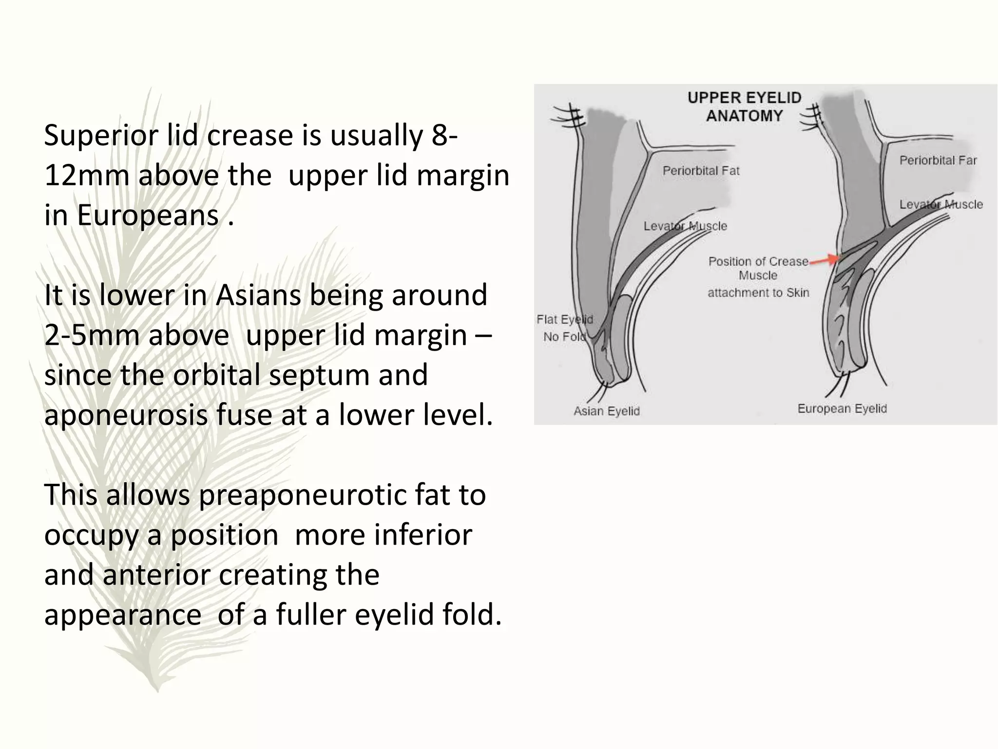 Surgical anatomy of eyelid | PPTX