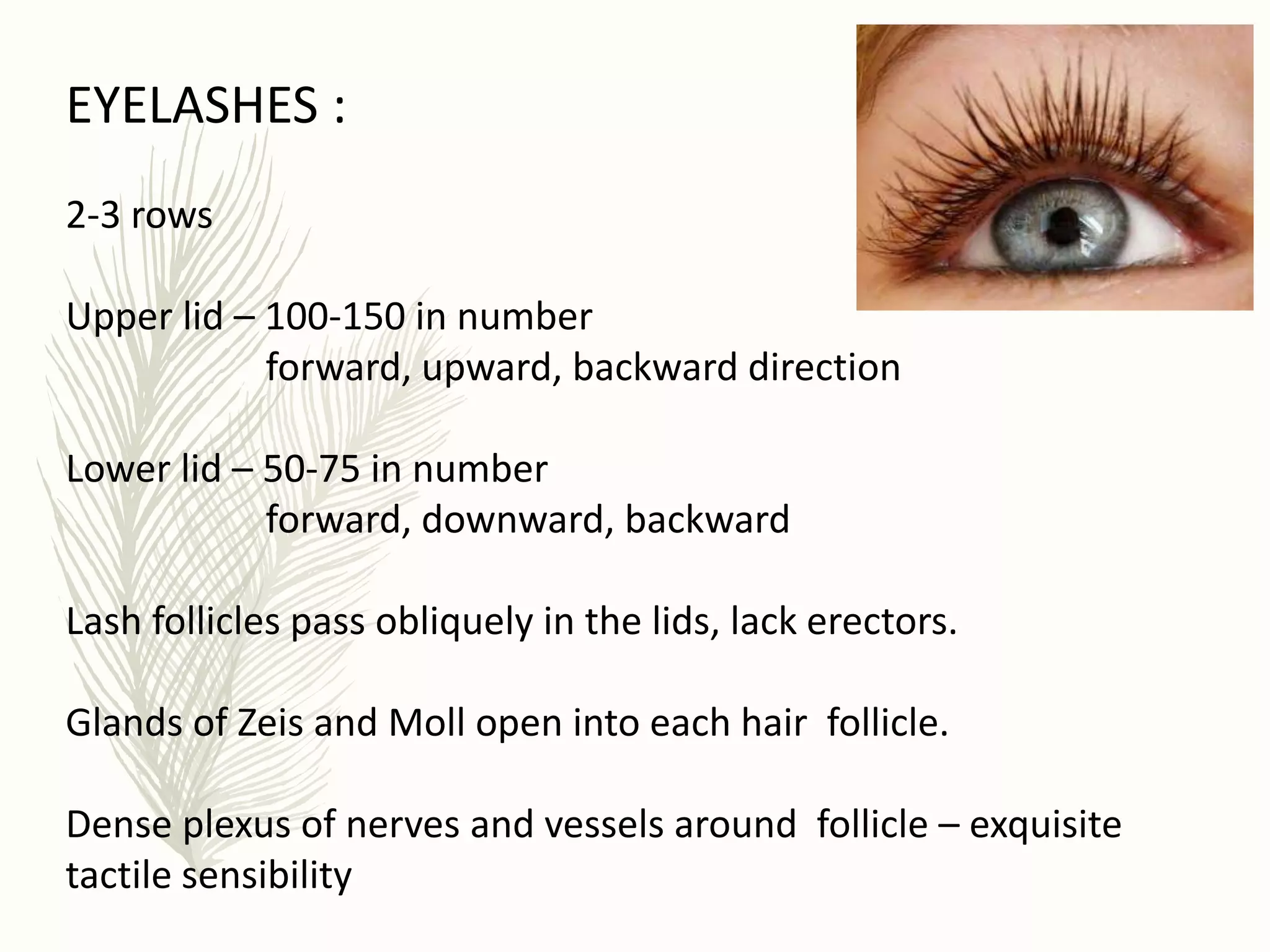 Surgical anatomy of eyelid | PPTX