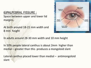 Surgical anatomy of eyelid | PPTX
