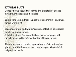 Surgical anatomy of eyelid | PPTX