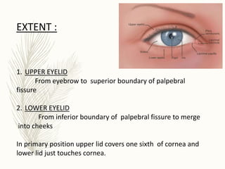 Surgical anatomy of eyelid | PPTX