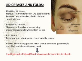 Surgical anatomy of eyelid | PPTX