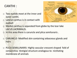 Surgical anatomy of eyelid | PPTX