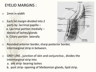 Surgical anatomy of eyelid | PPTX