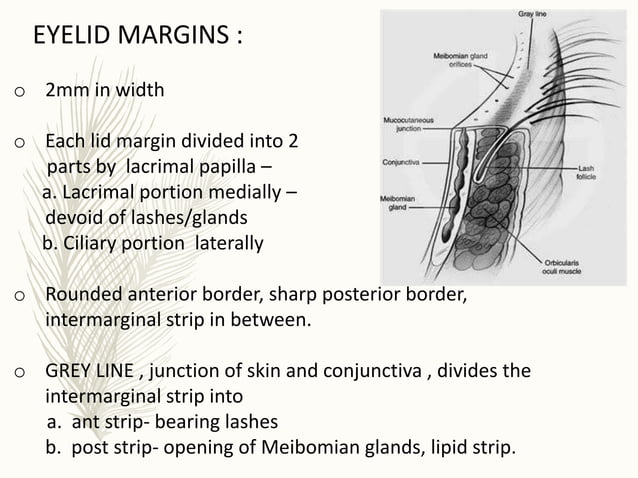 Surgical anatomy of eyelid | PPTX