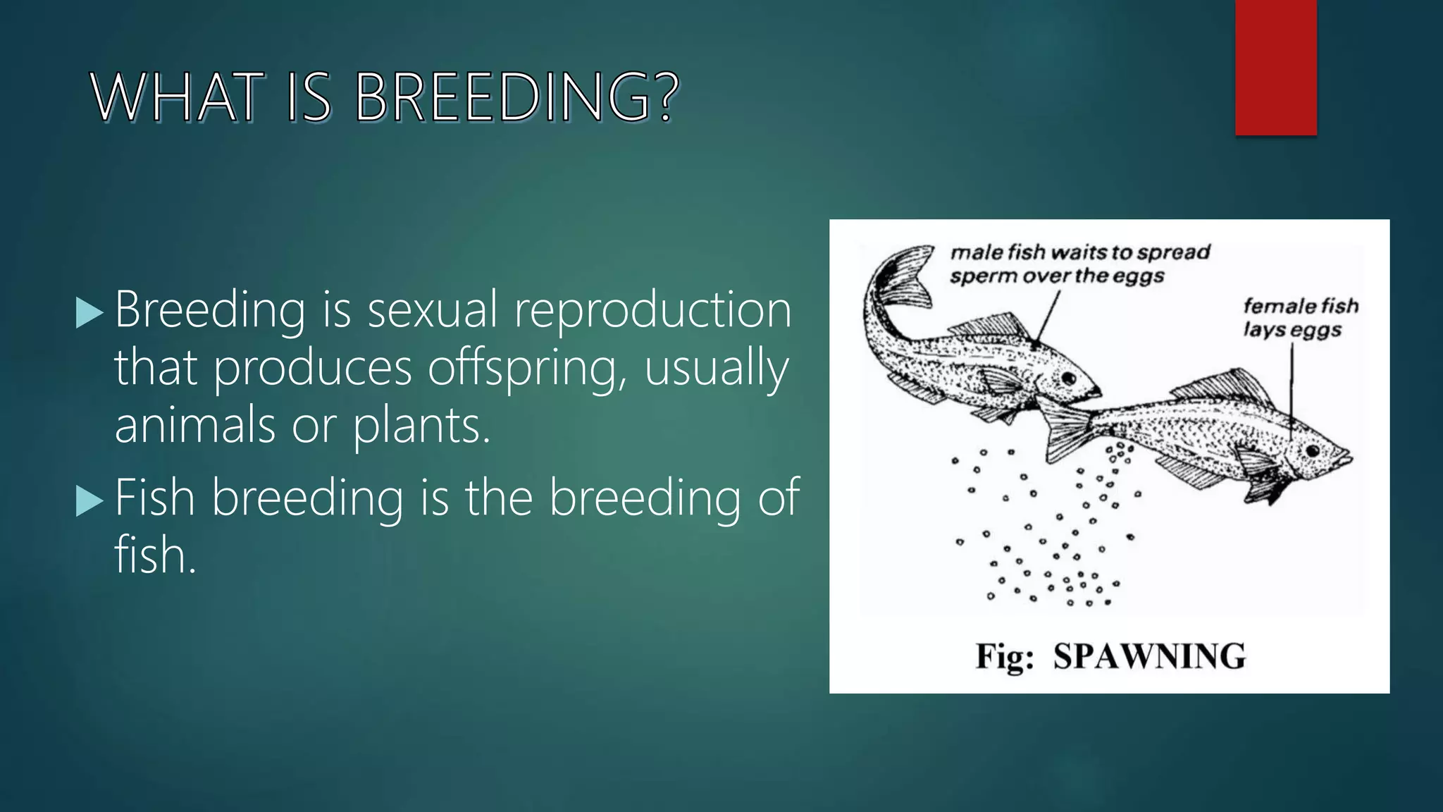 FACTORS RELATED TO FISH BREEDING | PPTX