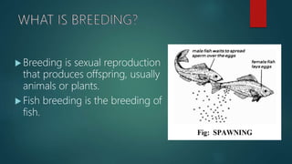 FACTORS RELATED TO FISH BREEDING | PPTX