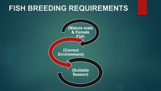 FACTORS RELATED TO FISH BREEDING | PPTX