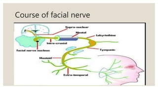 facial nerve | PPTX