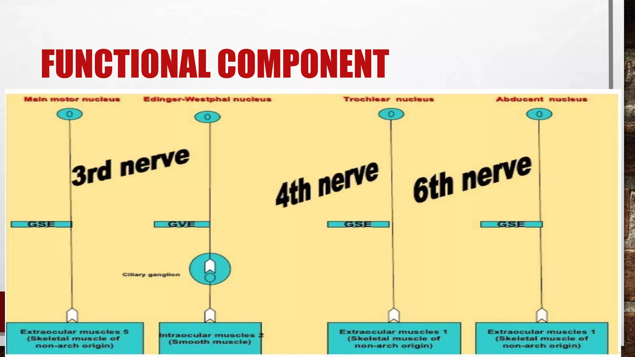 3rd, 4rth, 6th, cranial nerves or occulomotor, trochlear, abducence ...
