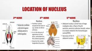 3rd, 4rth, 6th, cranial nerves or occulomotor, trochlear, abducence ...