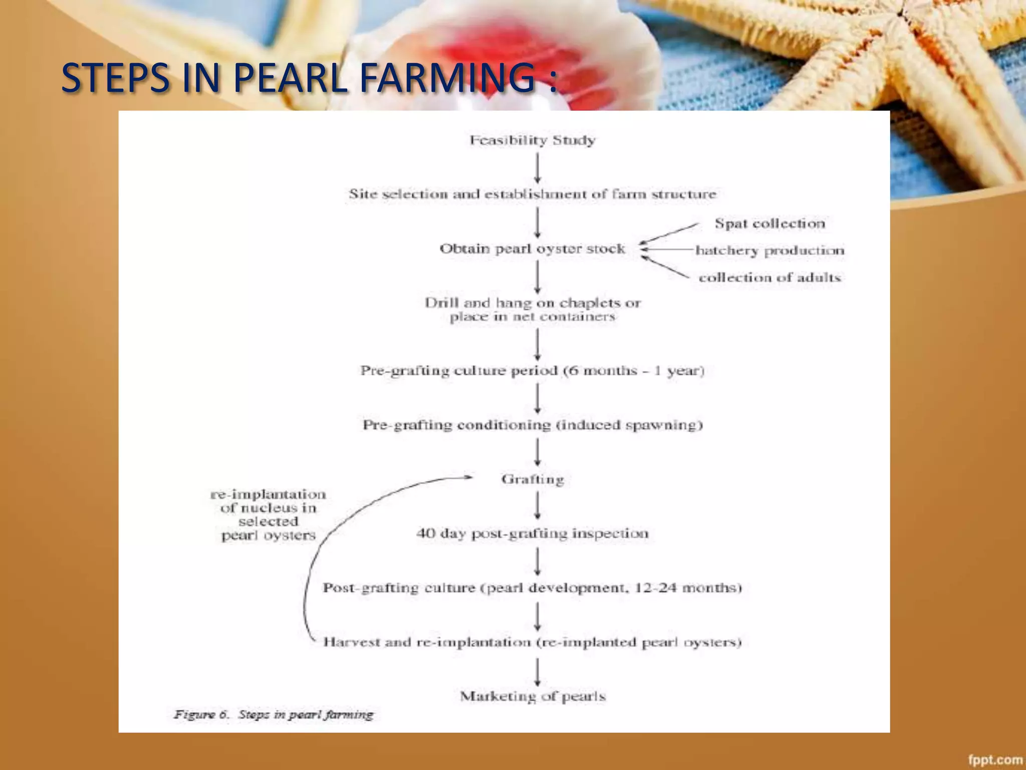 PEARL CULTURE | PPTX