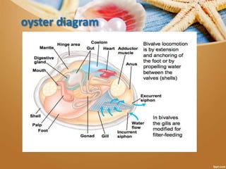 PEARL CULTURE | PPTX