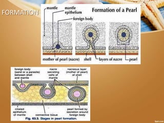 PEARL CULTURE | PPTX