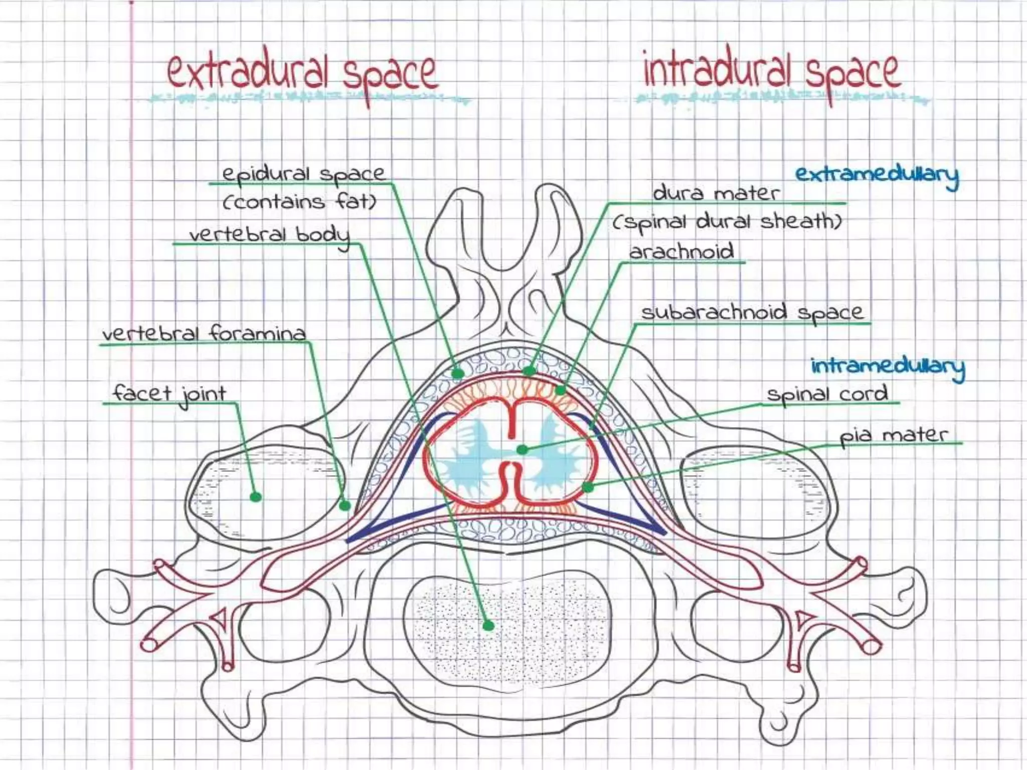 Spinal cord lesions and its radiological imaging finding. | PPTX