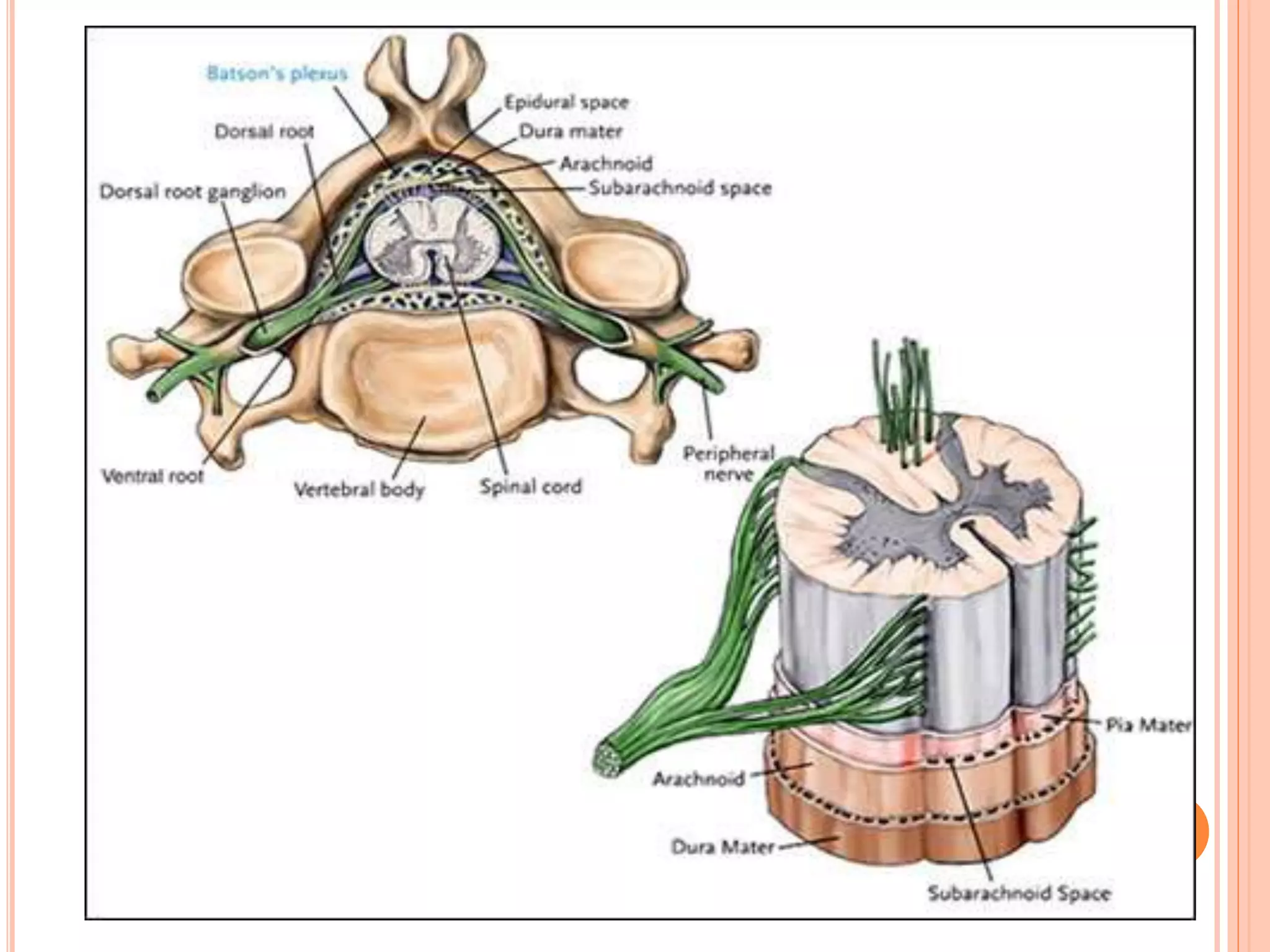 Spinal cord lesions and its radiological imaging finding. | PPTX