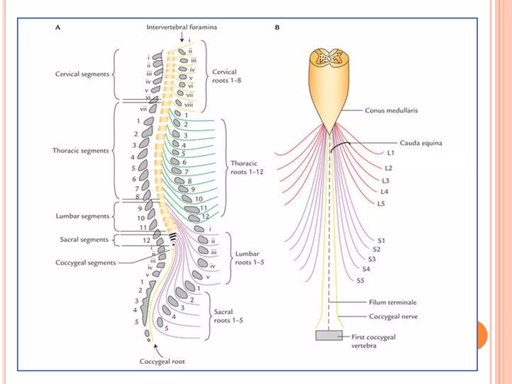 Spinal cord lesions and its radiological imaging finding. | PPTX