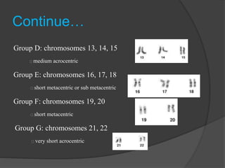 Karyotype.ppt