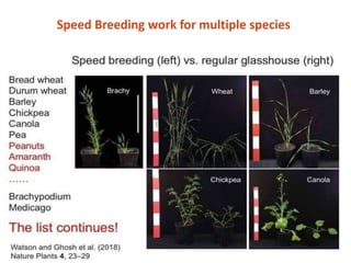speed breeding a contemporary era of revolution.pptx