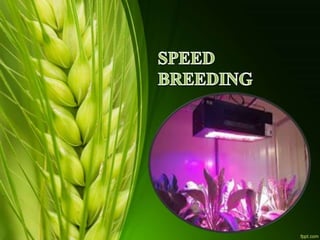 speed breeding a contemporary era of revolution.pptx