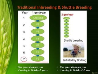speed breeding a contemporary era of revolution.pptx