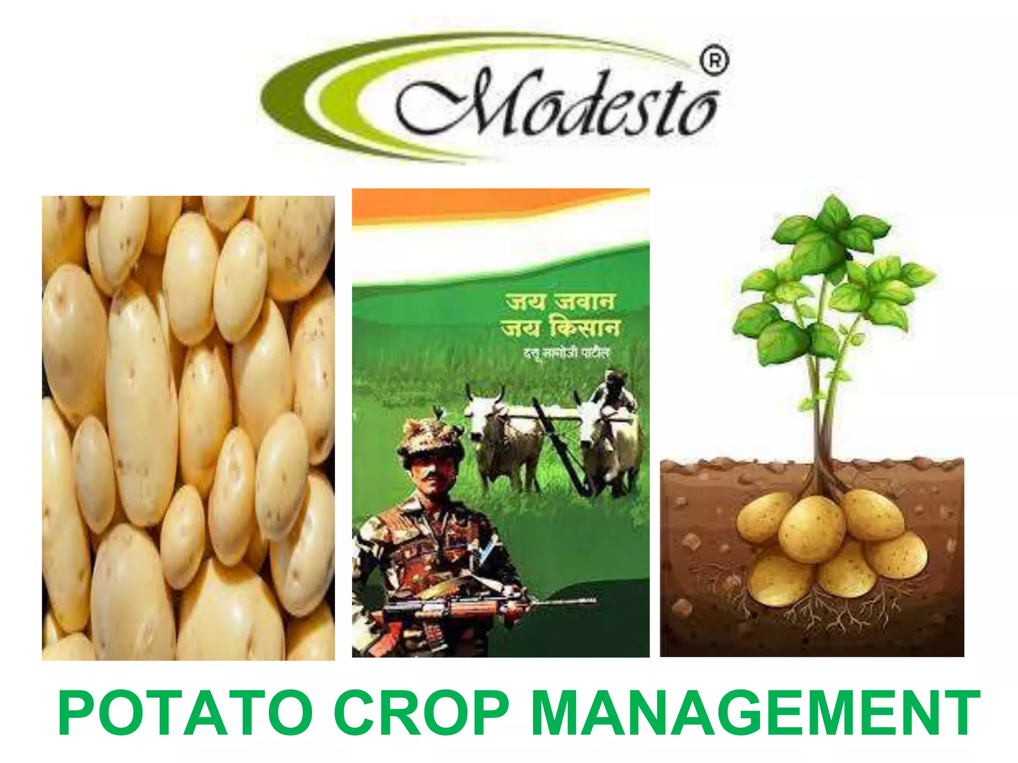 POTATO PRESENTATION | PPTX