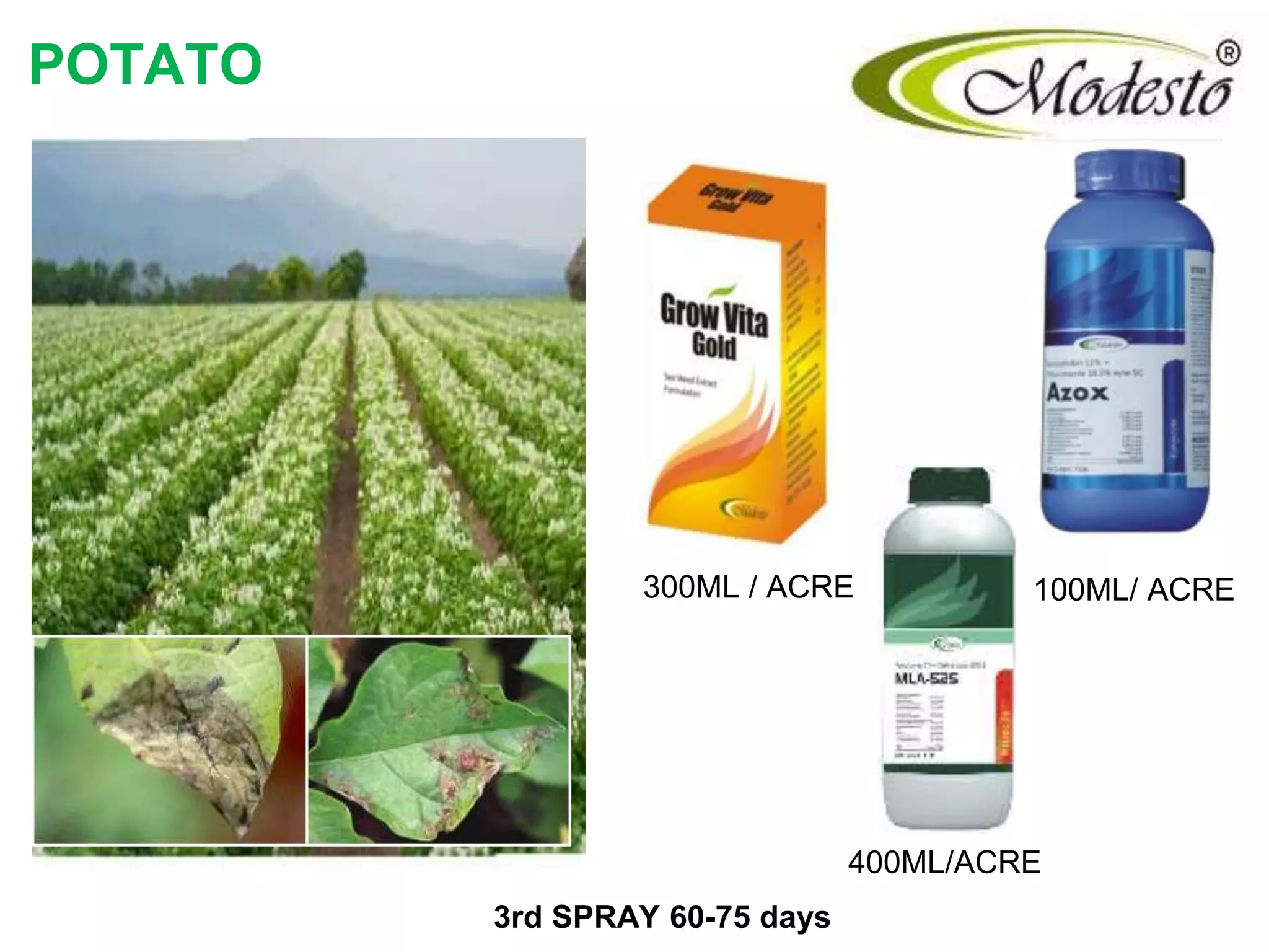 POTATO PRESENTATION | PPTX