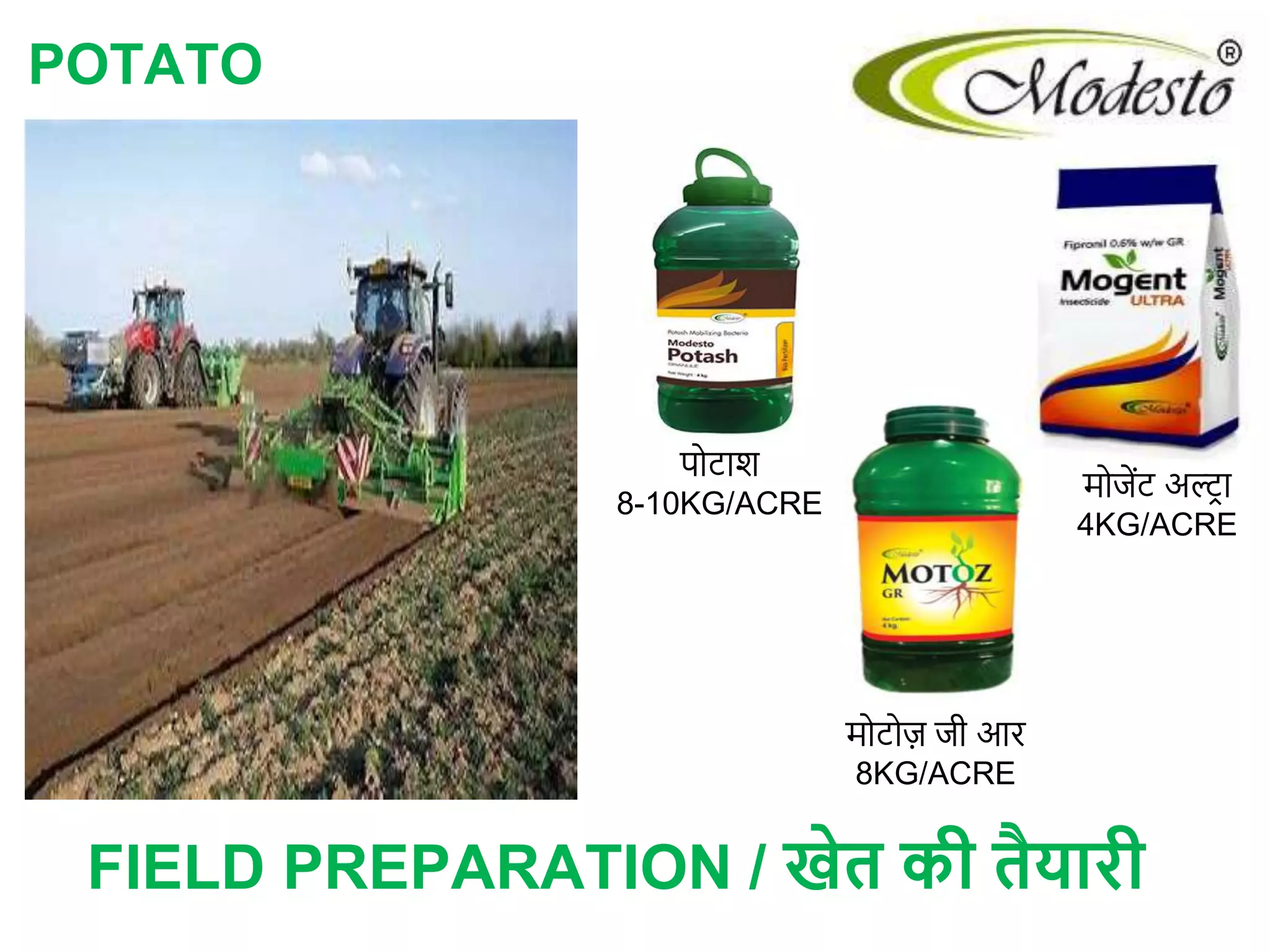 POTATO PRESENTATION | PPTX