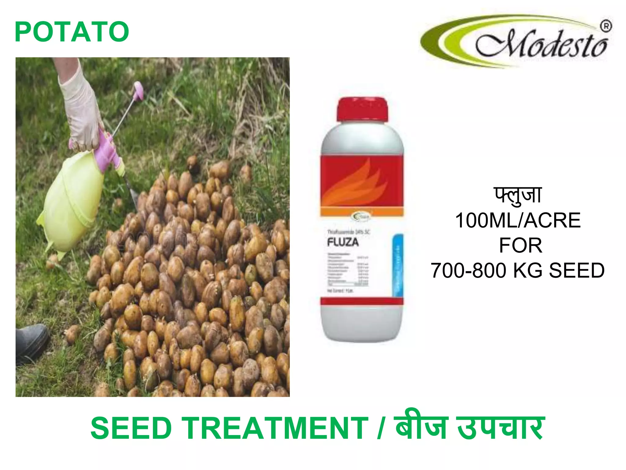 POTATO PRESENTATION | PPTX