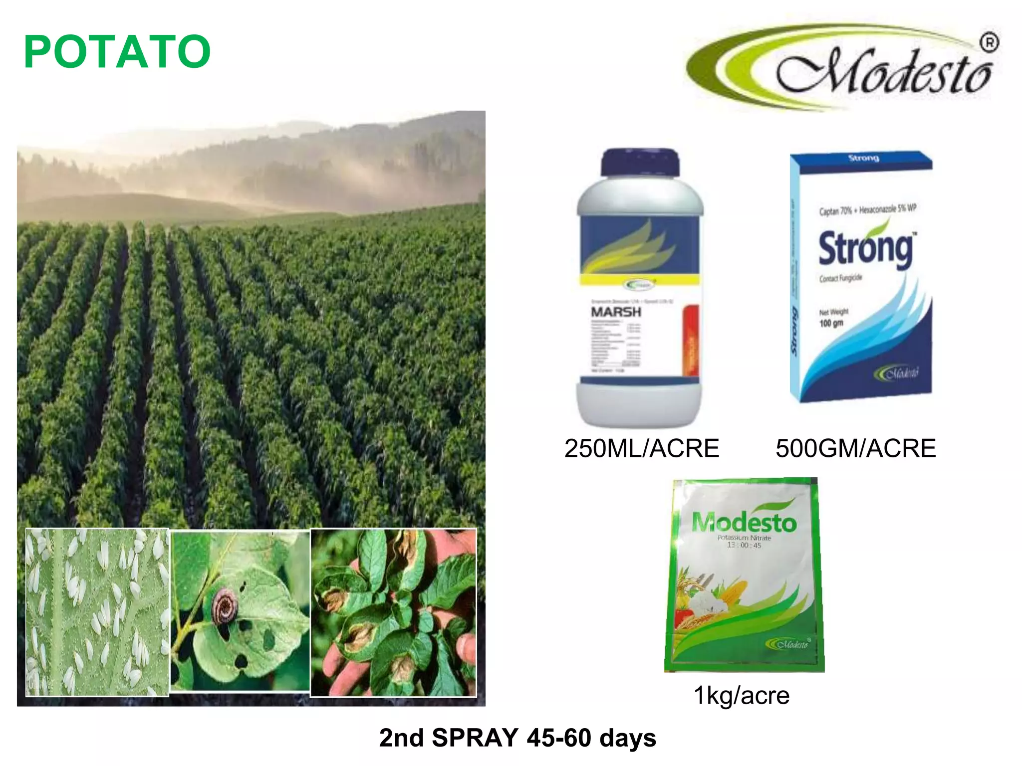 POTATO PRESENTATION | PPTX