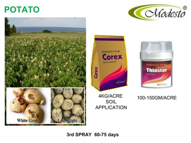 POTATO PRESENTATION | PPTX