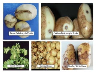 POTATO PRESENTATION | PPT