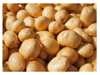 POTATO PRESENTATION | PPTX