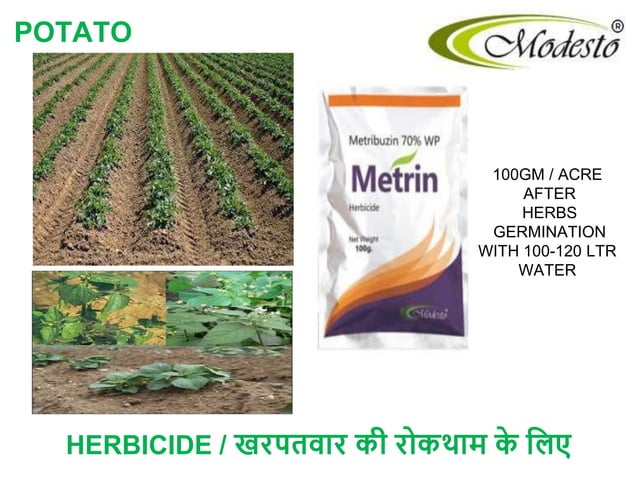 POTATO PRESENTATION | PPTX