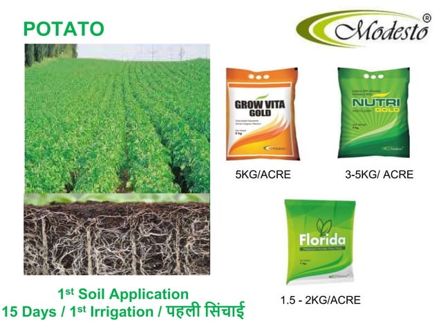 POTATO PRESENTATION | PPTX