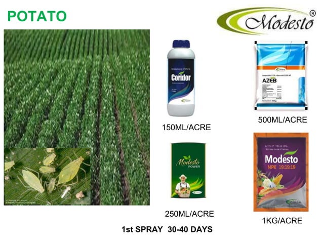 POTATO PRESENTATION | PPTX