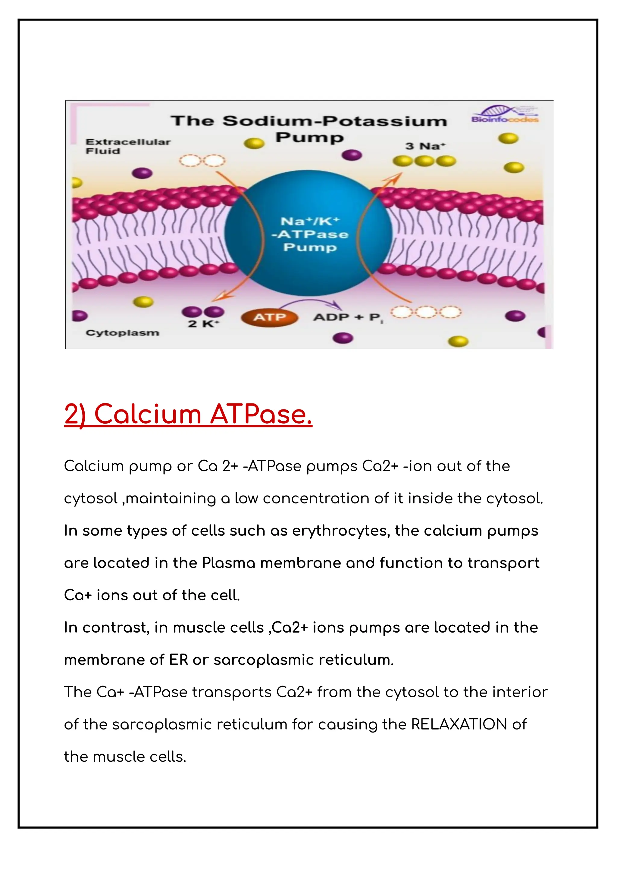 Membrane Channels And Pump | PDF