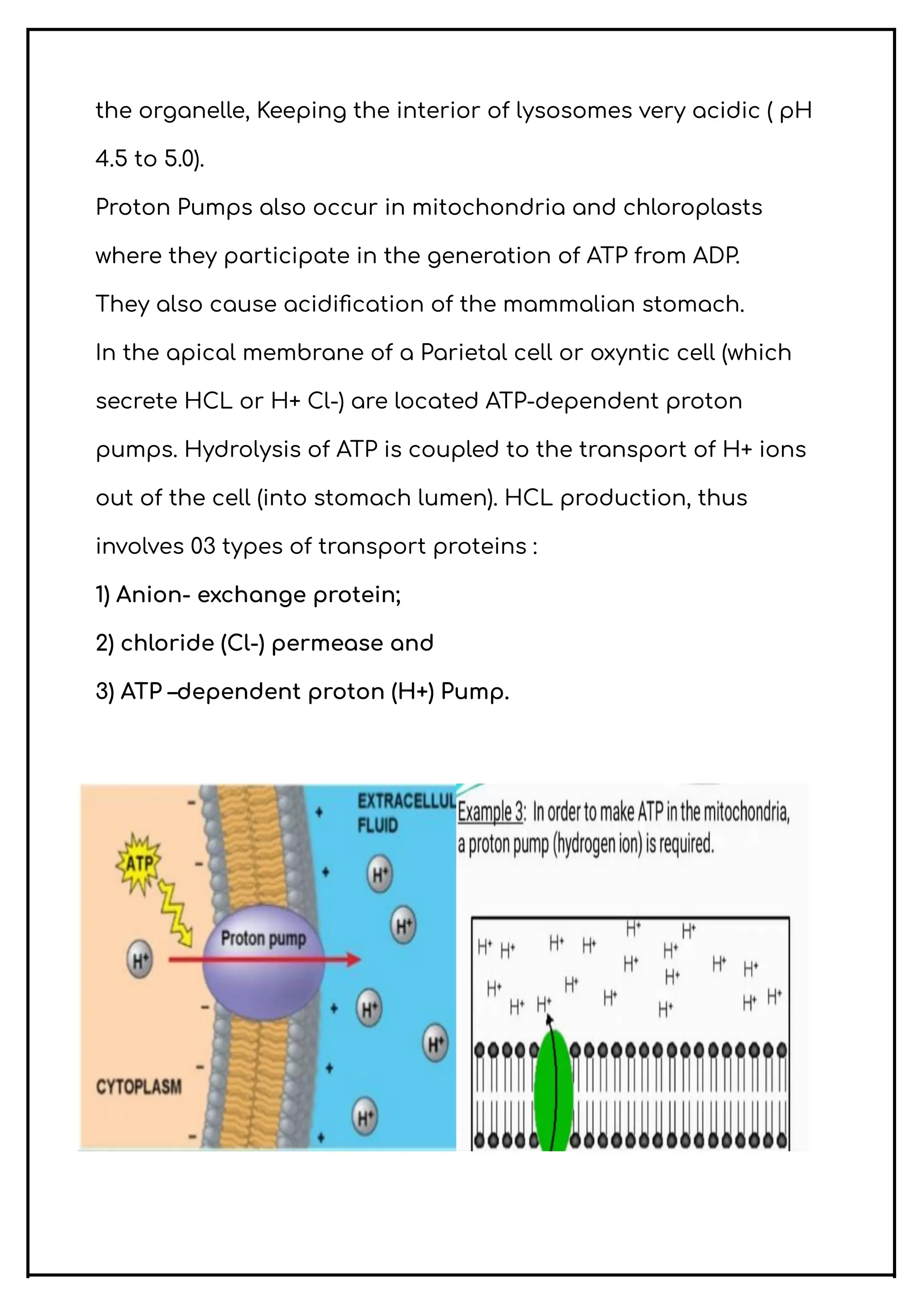 Membrane Channels And Pump | PDF