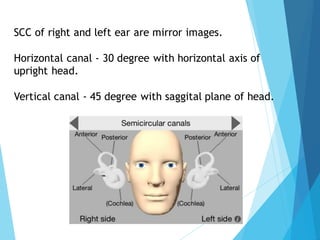 Middle ear mechanics | PDF