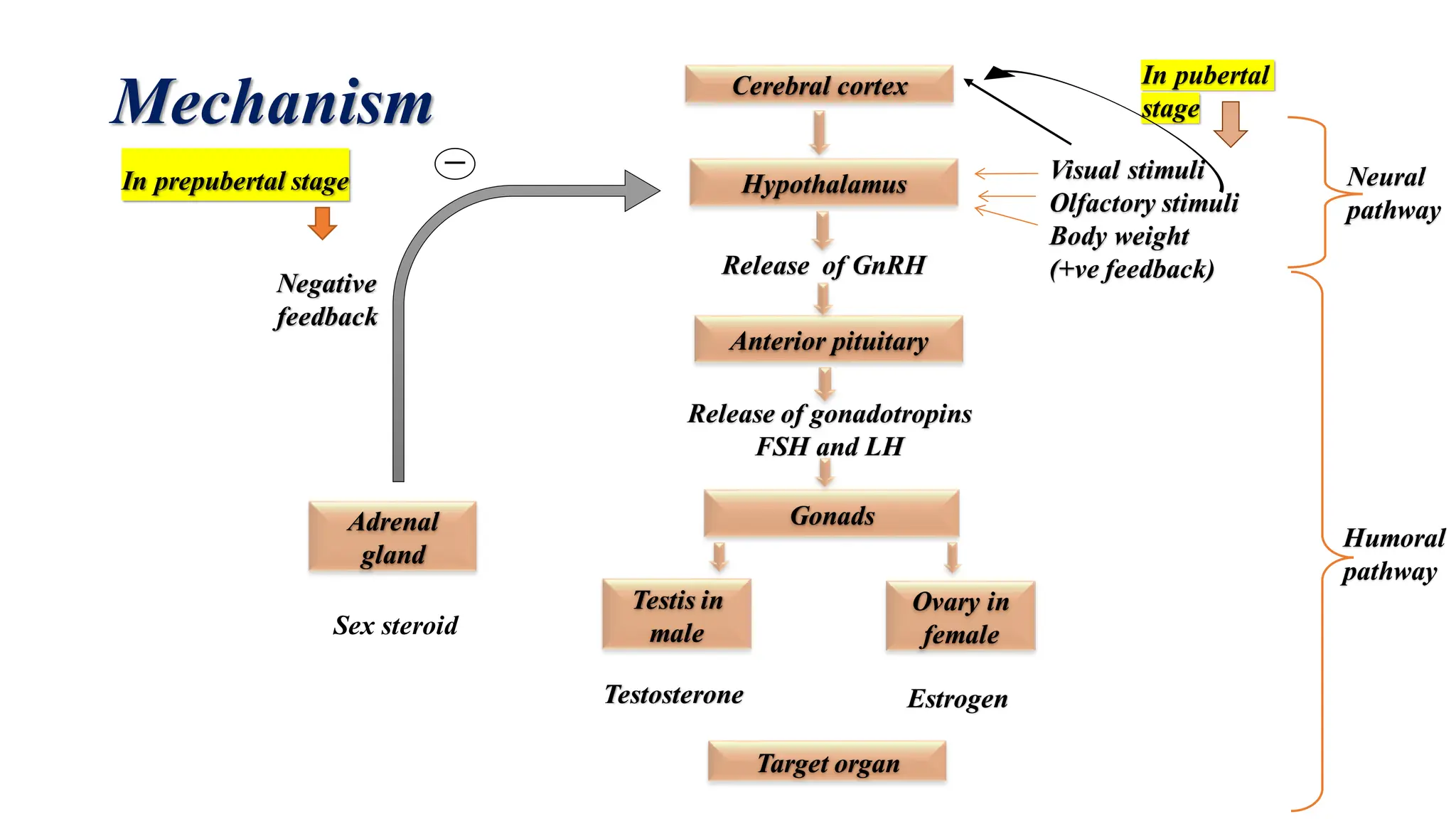 Onset and delay puberty seminar M.Sc. zoology | PDF