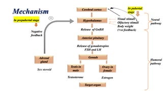 Onset and delay puberty seminar M.Sc. zoology | PDF