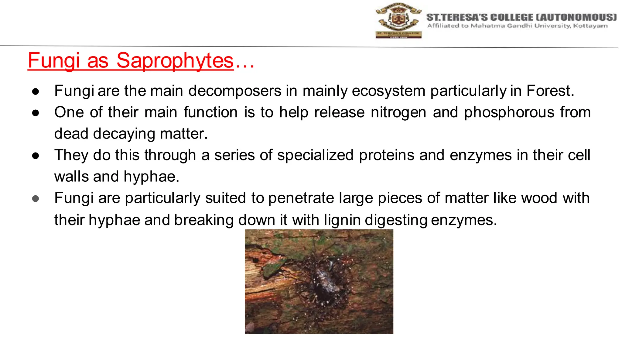 Fungal decomposition of organic matter and coprophilous fungi | PDF ...