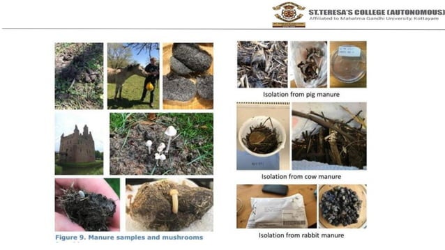 Fungal decomposition of organic matter and coprophilous fungi | PDF ...