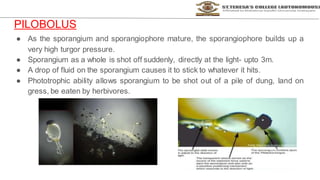 Fungal decomposition of organic matter and coprophilous fungi | PDF