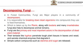 Fungal decomposition of organic matter and coprophilous fungi | PDF