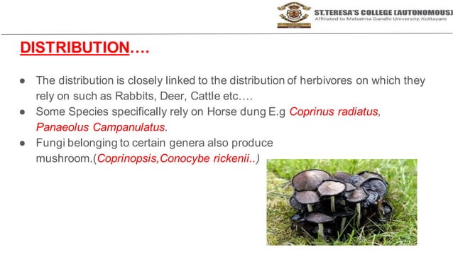 Fungal decomposition of organic matter and coprophilous fungi | PDF ...