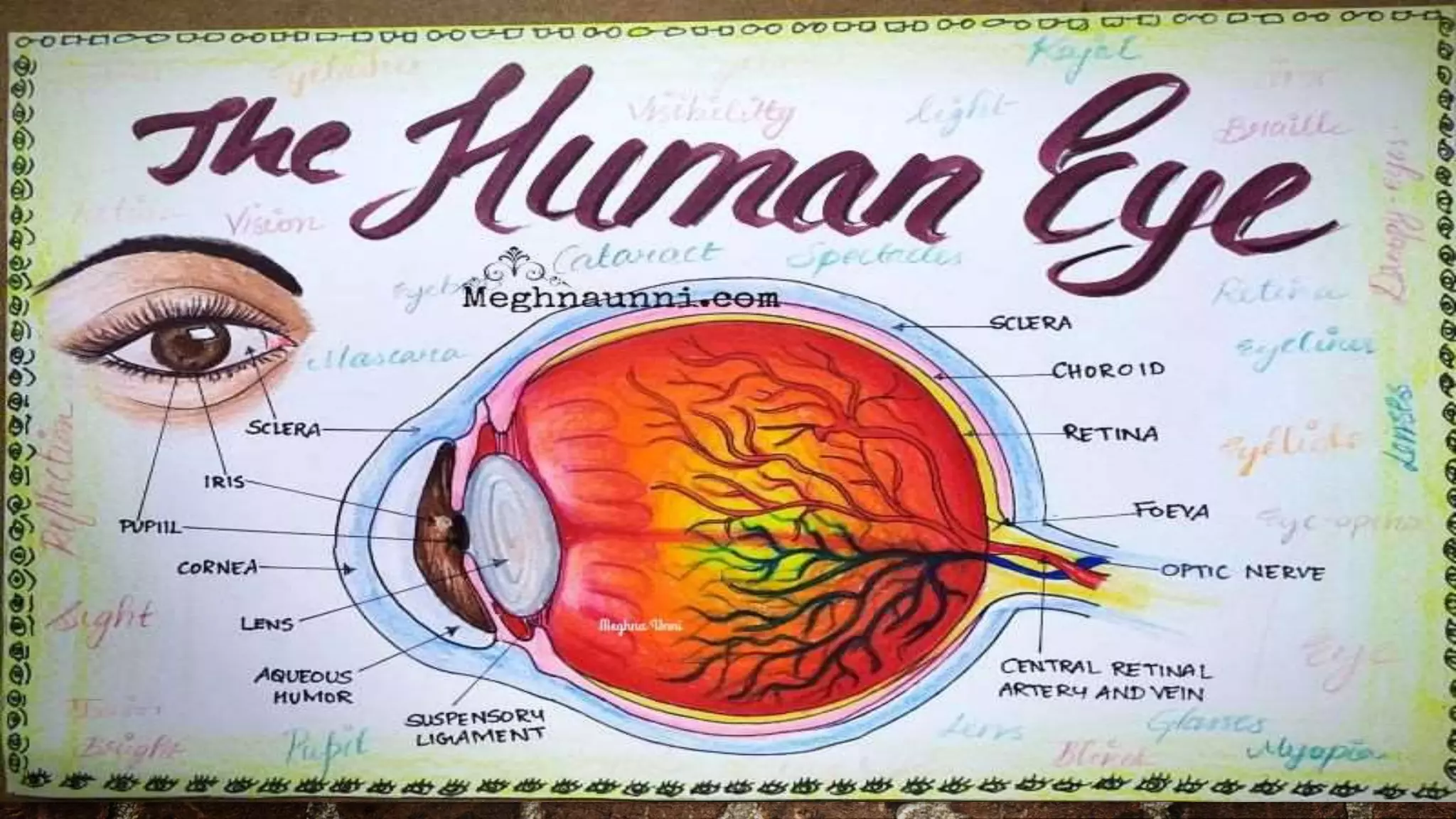 OPTICS OF HUMAN EYE , SCHEMATIC EYE, ANGLE AND AXES OF EYE | PPTX