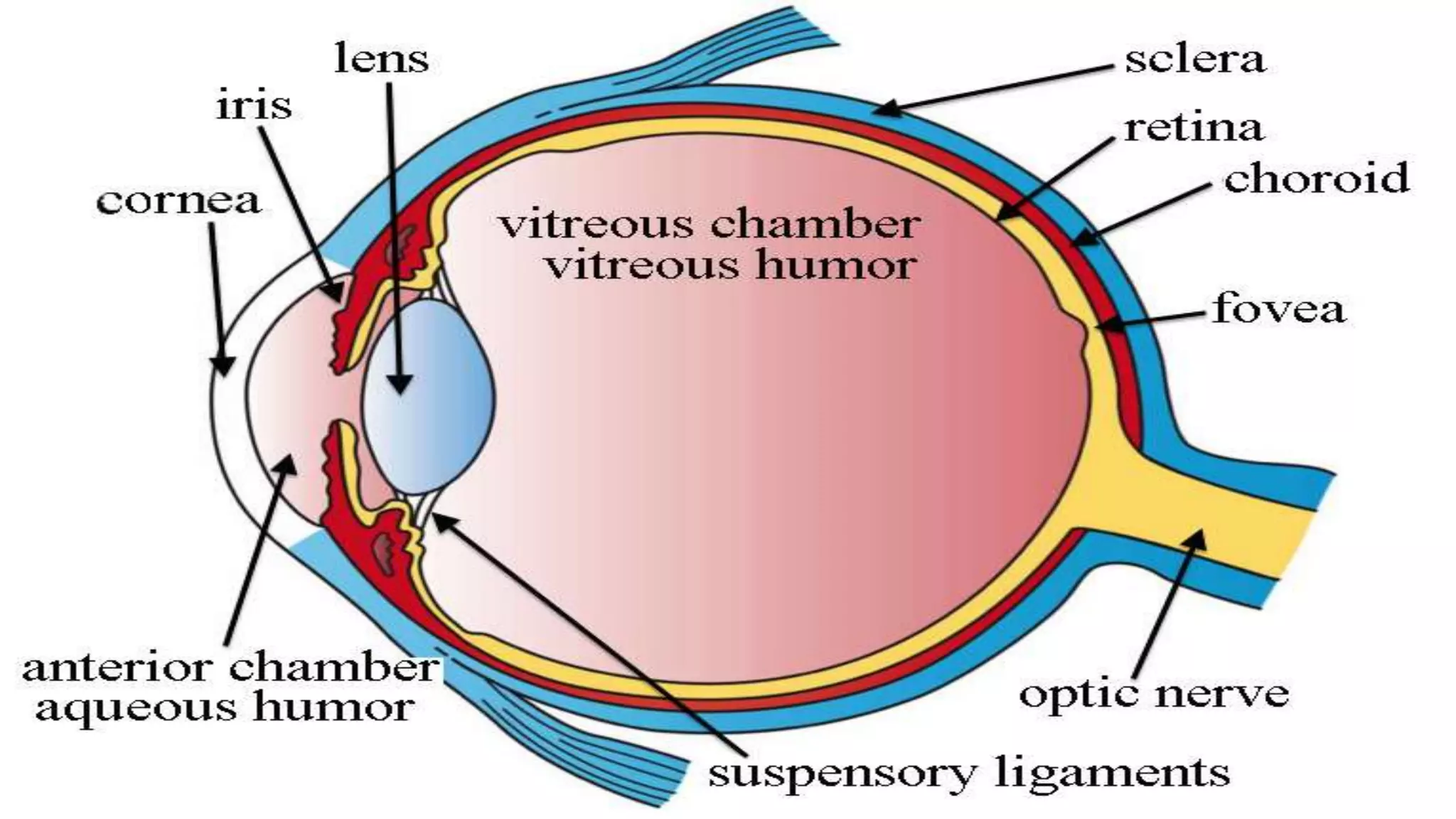 OPTICS OF HUMAN EYE , SCHEMATIC EYE, ANGLE AND AXES OF EYE | PPTX